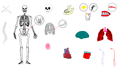 The Body II - French Vocabulary