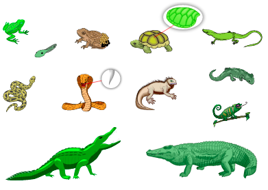 Reptiles & Amphibians - French Vocabulary
