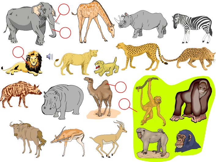 Spanish: Vocabulary Guide: African Animals | los animales africanos