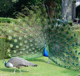 la morphologie: Vocabulaire anglais - LanguageGuide.org