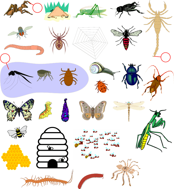 Spanish: Vocabulary Guide: Insects | los insectos