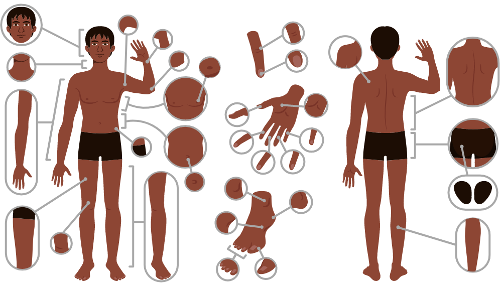 The Body - French Vocabulary