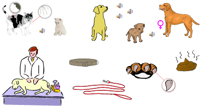 Pets - English Vocabulary